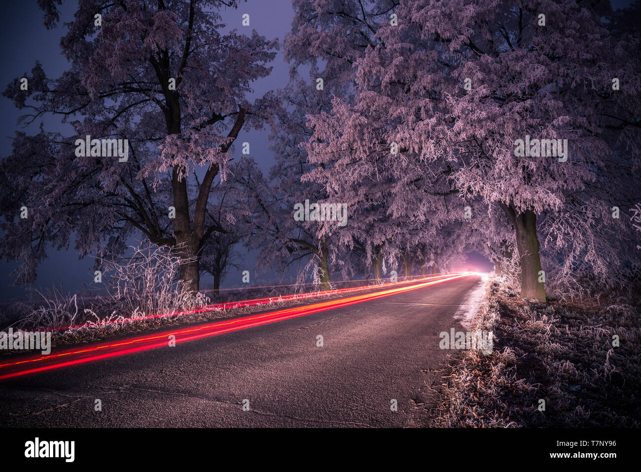 Light trails at night in winter, frozen road in forrest Stock Photo - Alamy