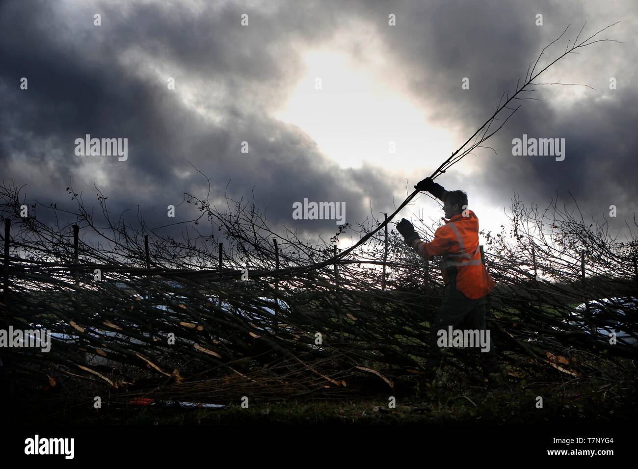 Hedge laying styles hi-res stock photography and images - Alamy