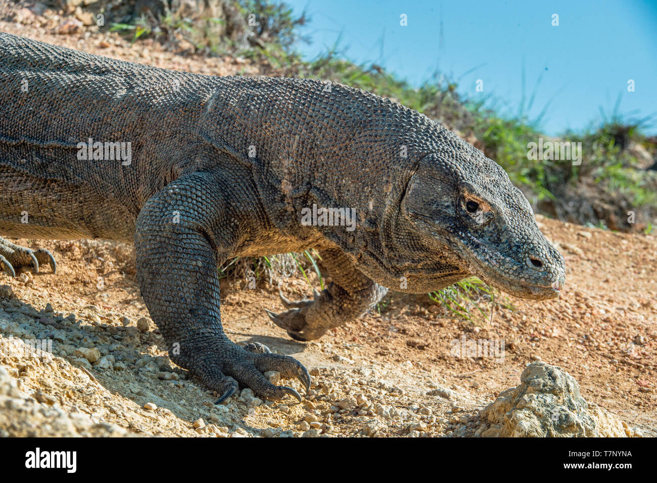 Komodo dragon with the forked tongue sniff air. Close up portrait. The ...