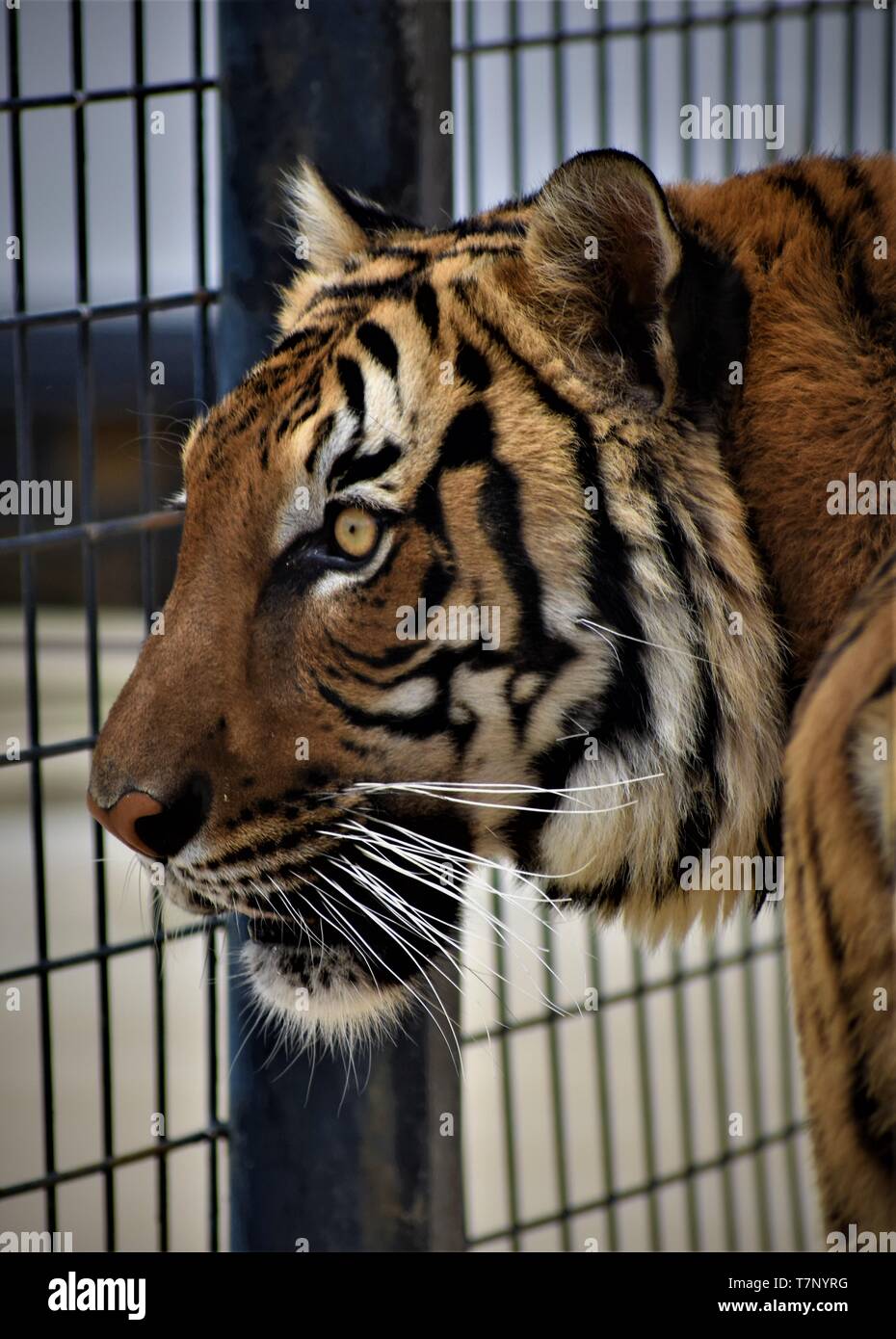 Tiger Stare Down Stock Photo - Alamy