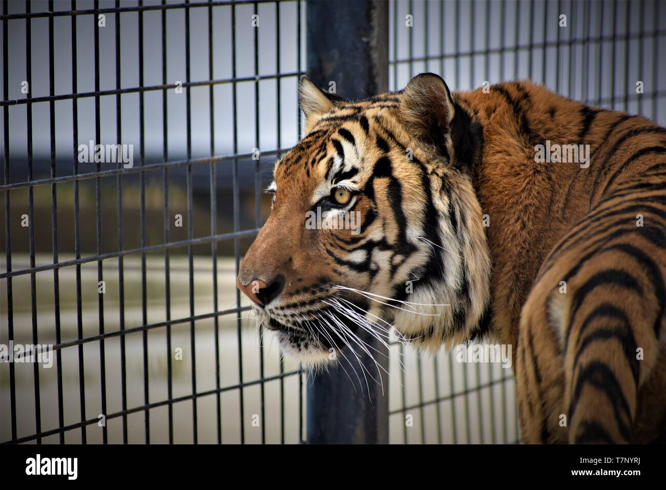 Tiger Stare Down Stock Photo - Alamy
