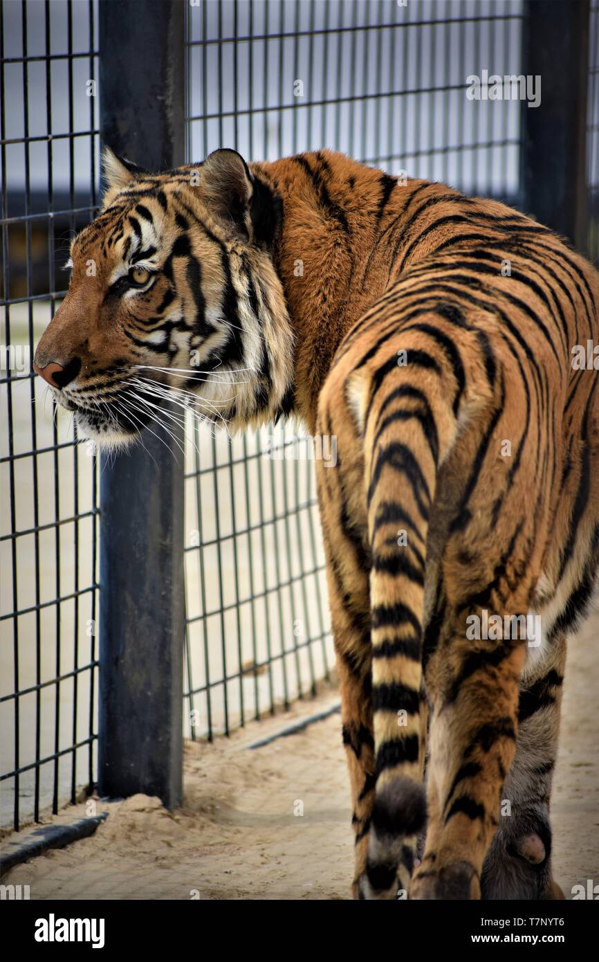 Tiger Stare Down Stock Photo - Alamy