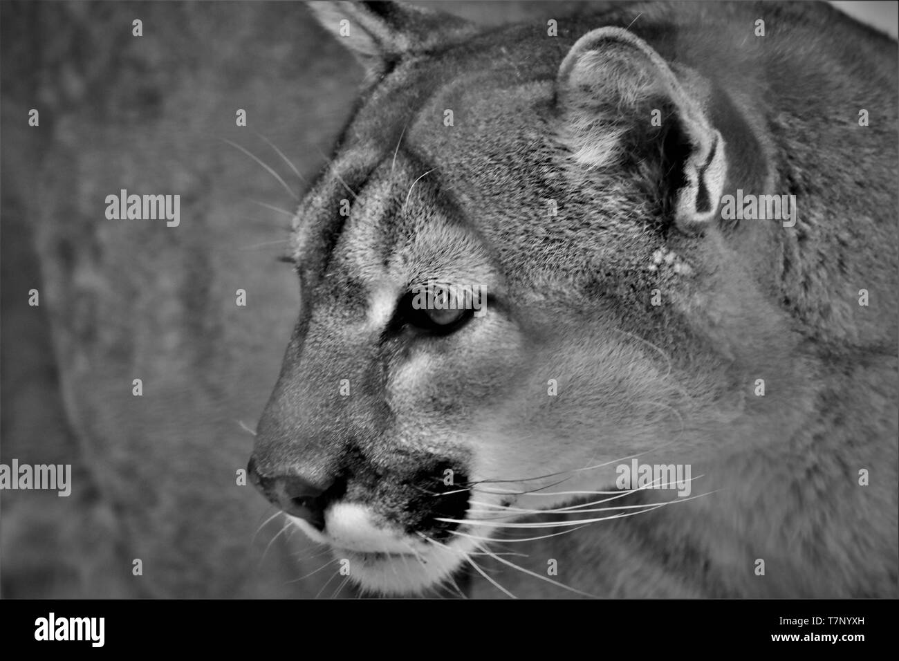 Cage lion Black and White Stock Photos & Images - Alamy