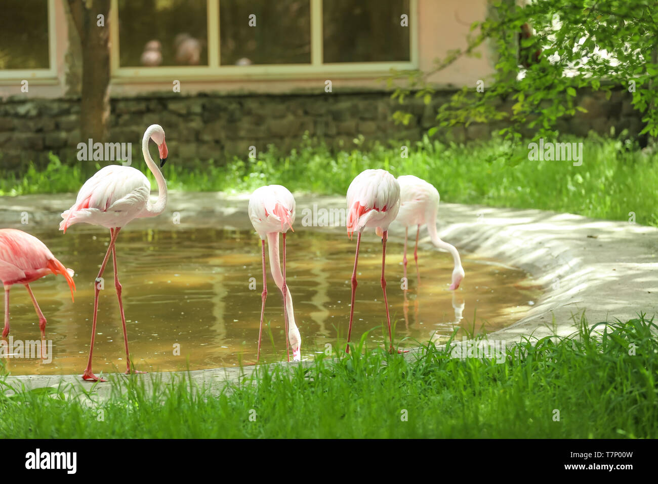 Beautiful flamingos in zoological hi-res stock photography and images ...