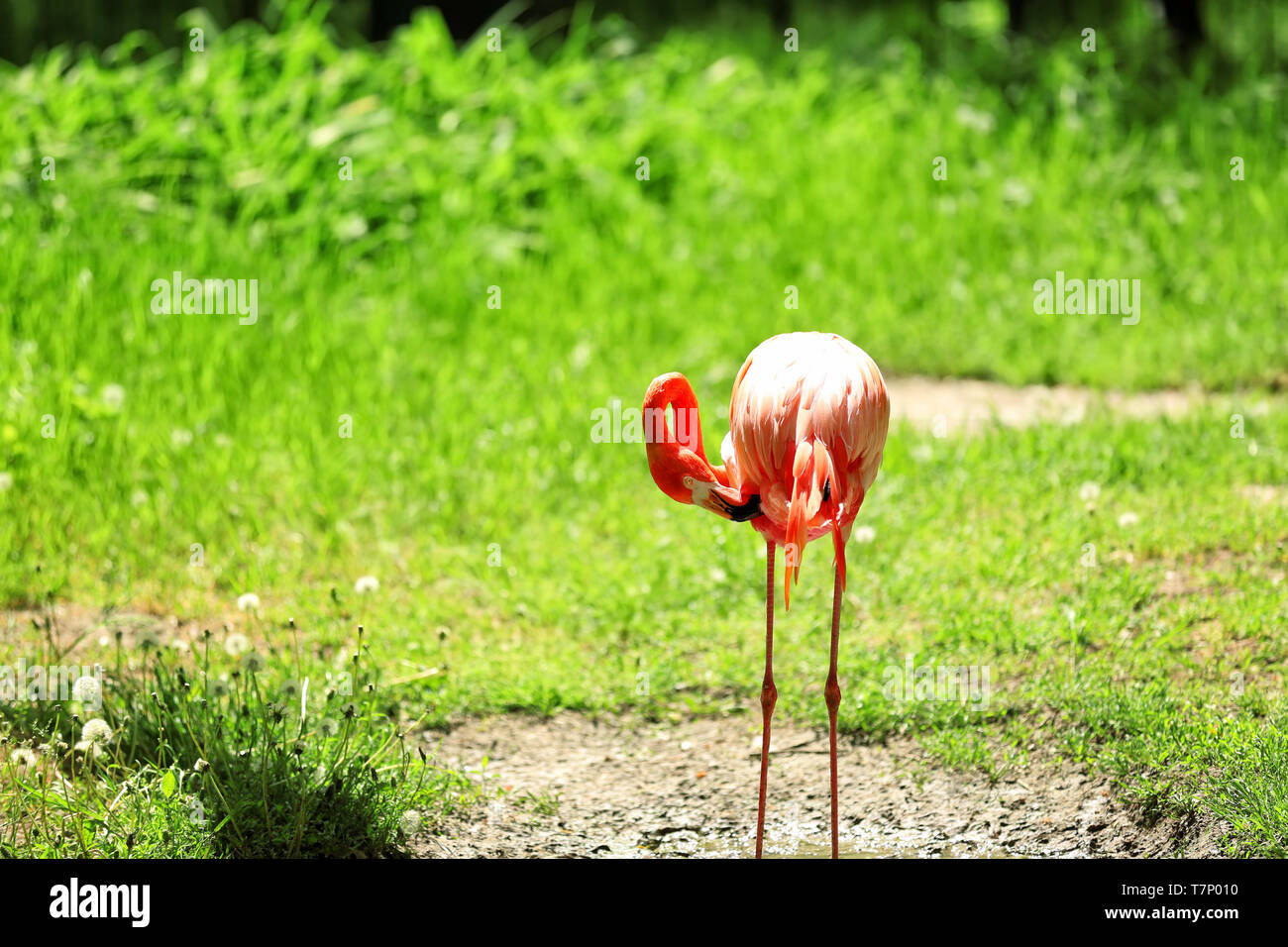 Beautiful flamingo in zoological garden Stock Photo - Alamy