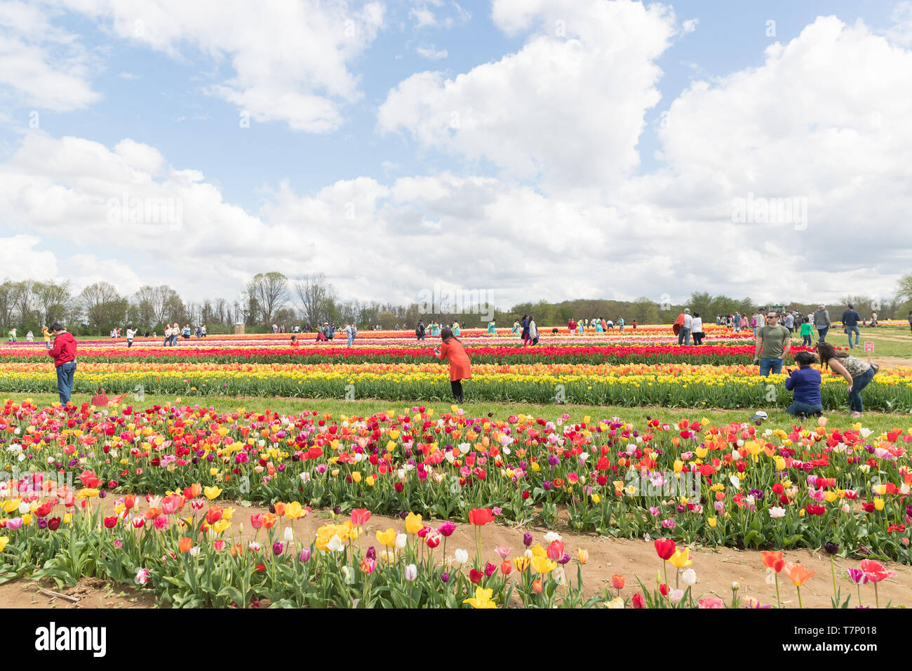 Cream Ridge, New Jersey - April 21, 2019: Vibrant Tulips on a Farm was ...