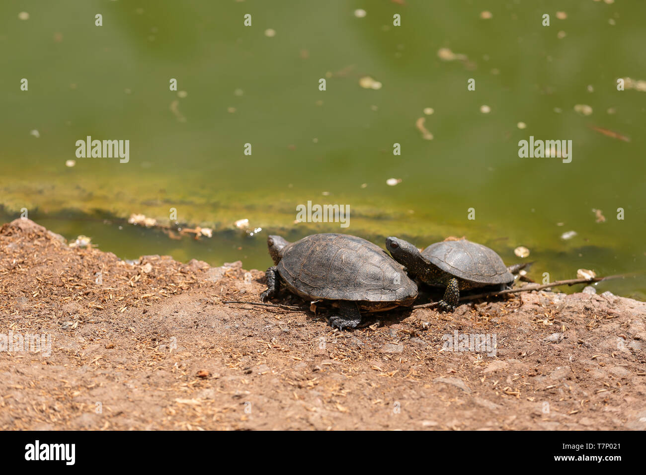 Cute turtles hi-res stock photography and images - Alamy