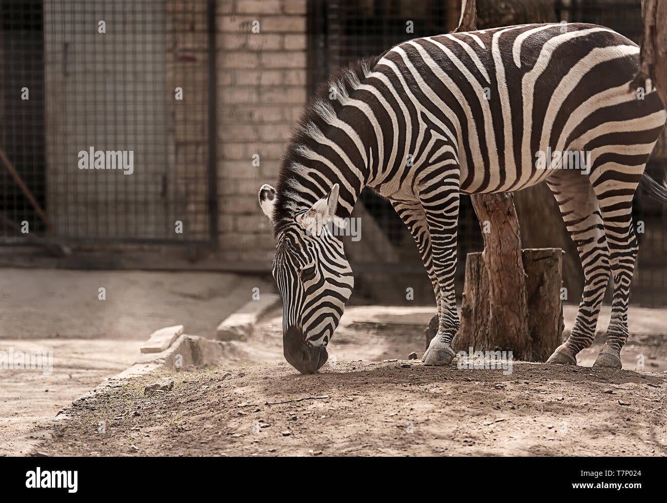 Cute zebra in zoological garden Stock Photo - Alamy