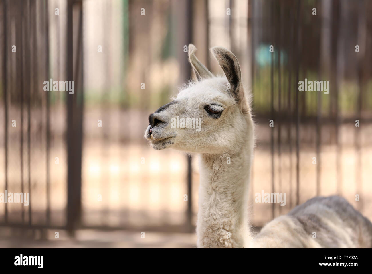 Cute guanaco in zoological garden Stock Photo - Alamy