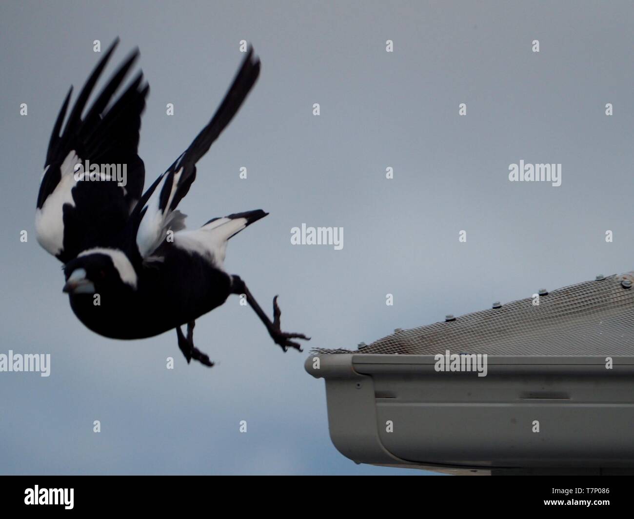 Australian Magpie taking off in flight, bird flying Stock Photo - Alamy