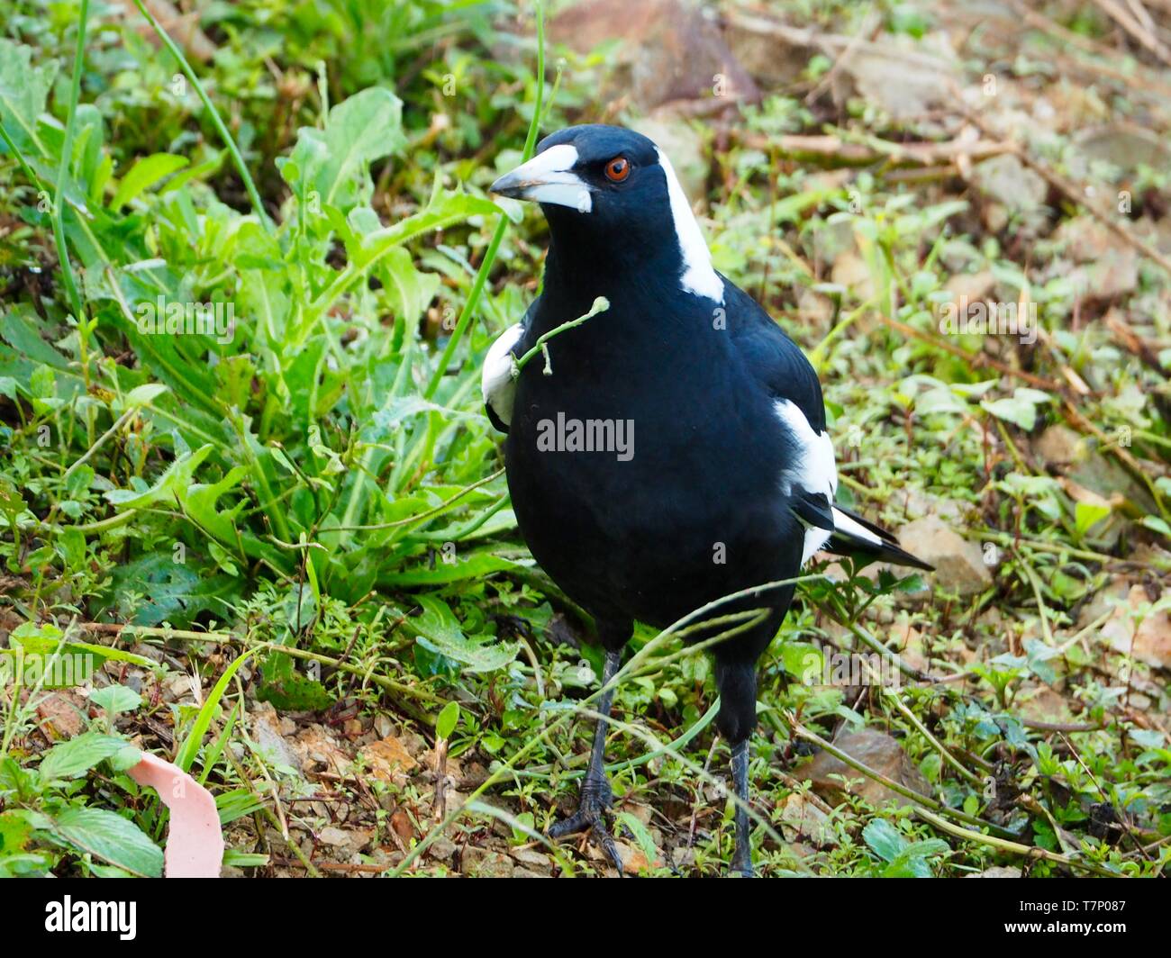 Birds, An Australian Magpie, black and white feathered bird, on the ...
