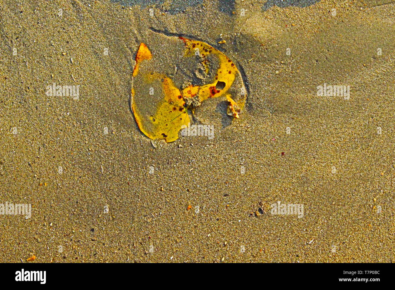 Life in Sand Stock Photo - Alamy
