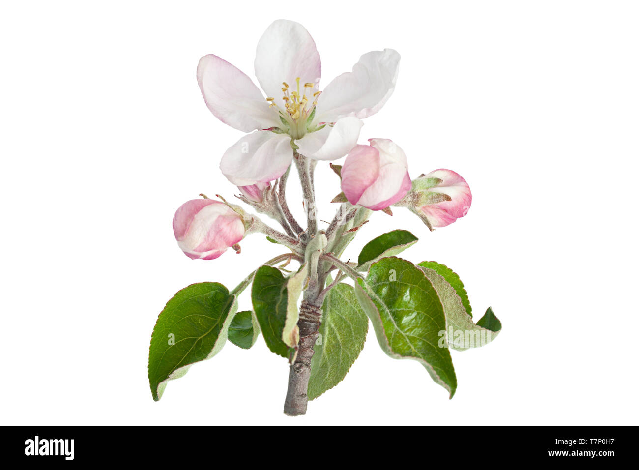 Apple flower with leaf isolated on white background Stock Photo - Alamy
