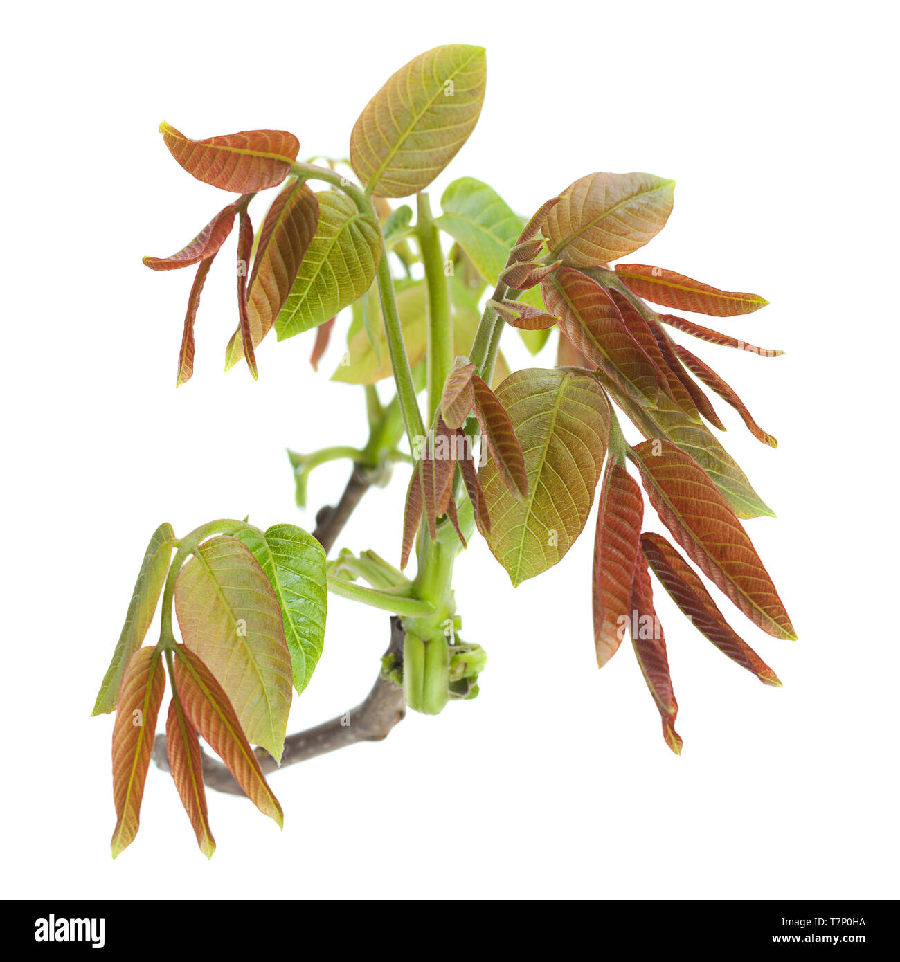 Walnut branch hi-res stock photography and images - Alamy