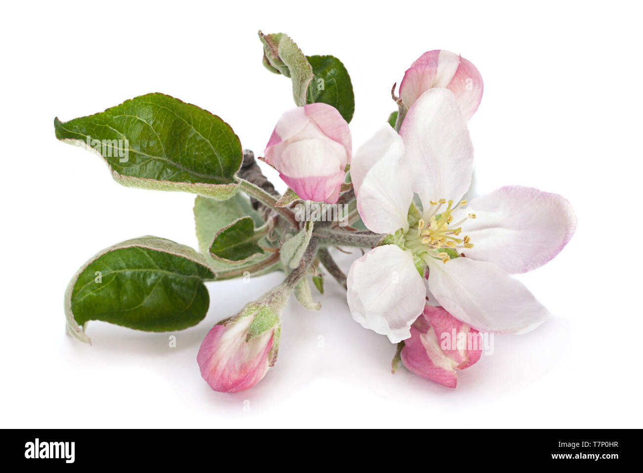 Apple flower with leaf isolated on white background Stock Photo - Alamy