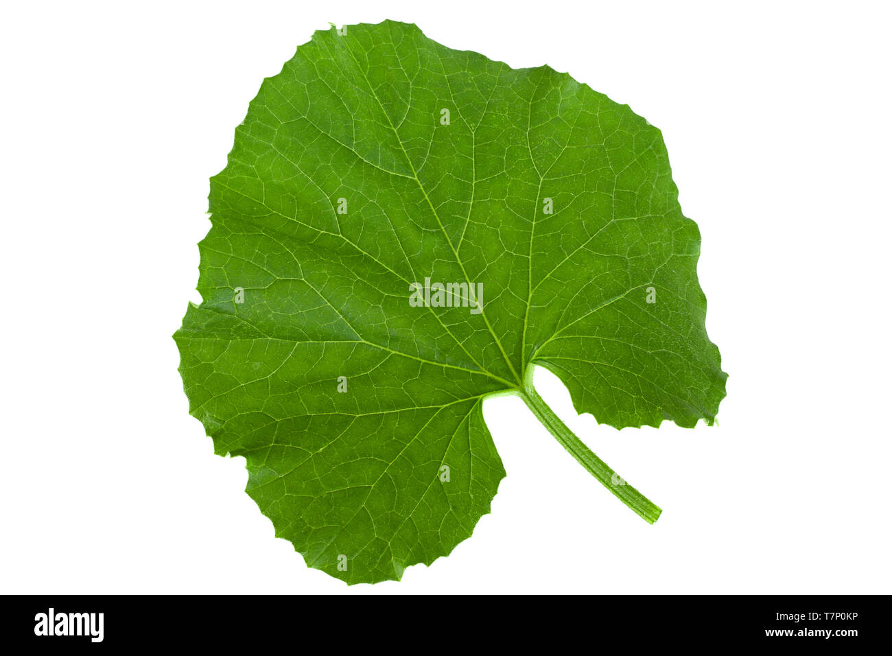 Melon leaf closeup isolated on white background Stock Photo - Alamy