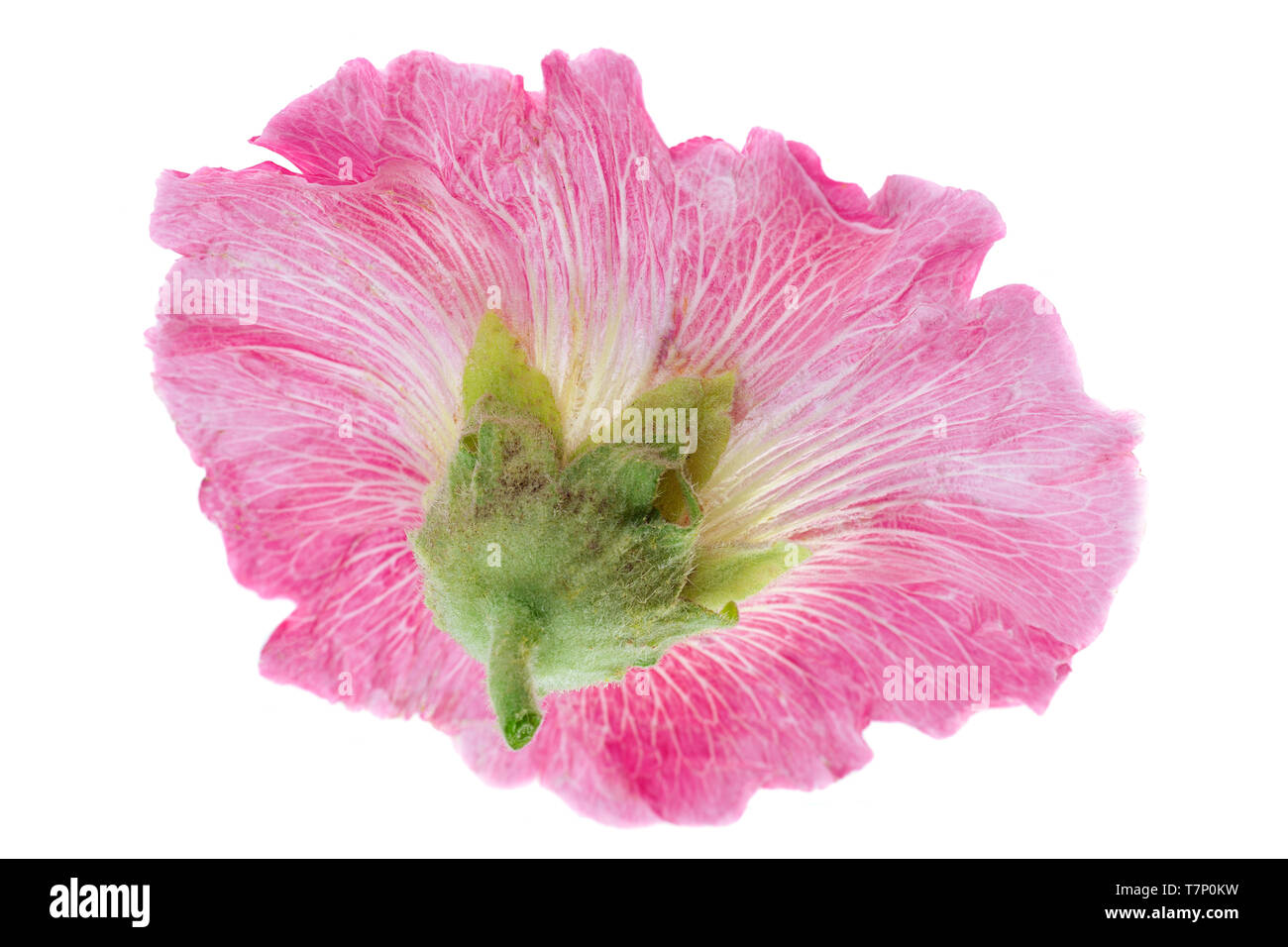Mallow flower head closeup isolated on white background Stock Photo - Alamy