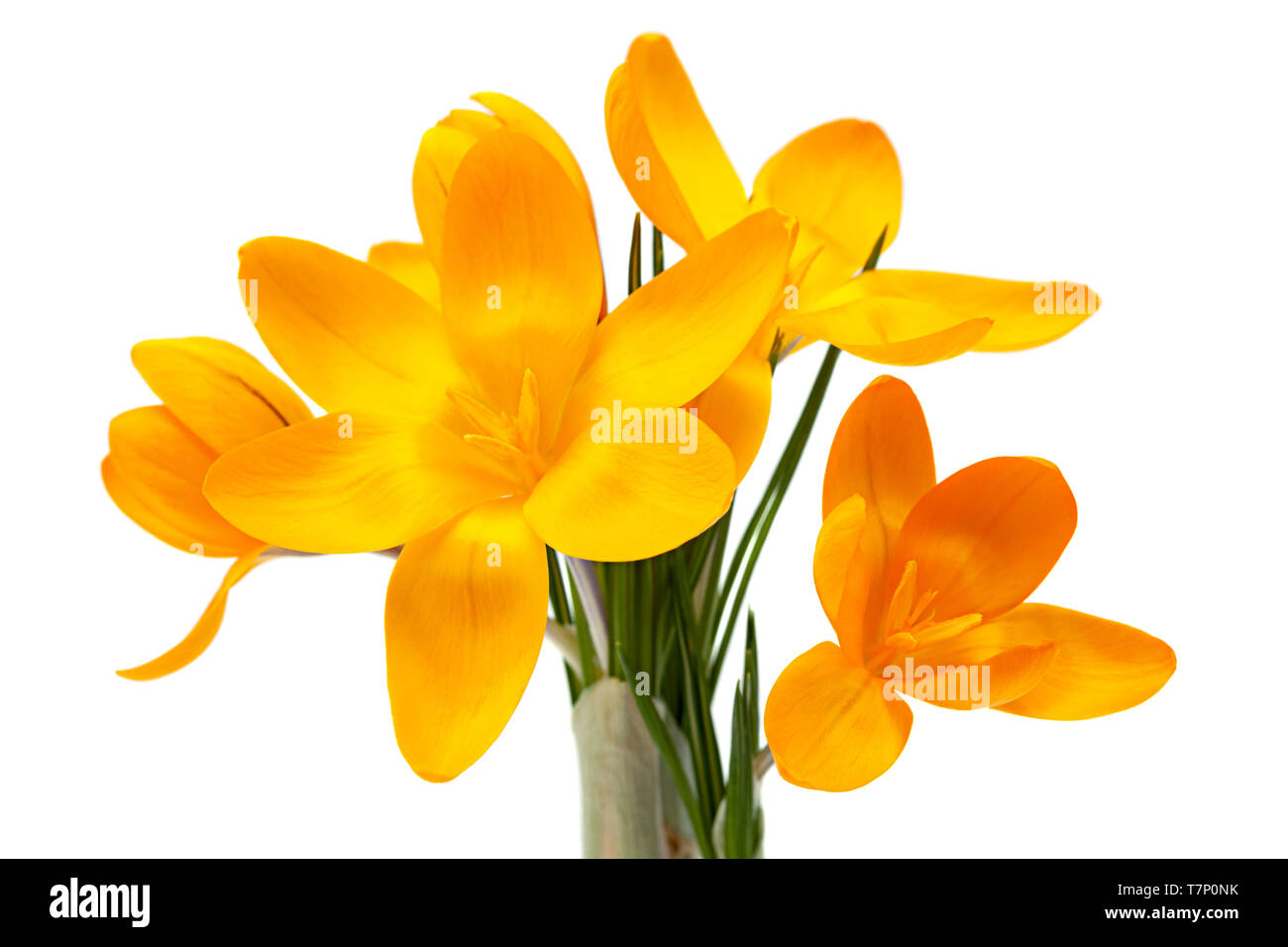 Yellow crocus spring flower closeup isolated on white background Stock ...