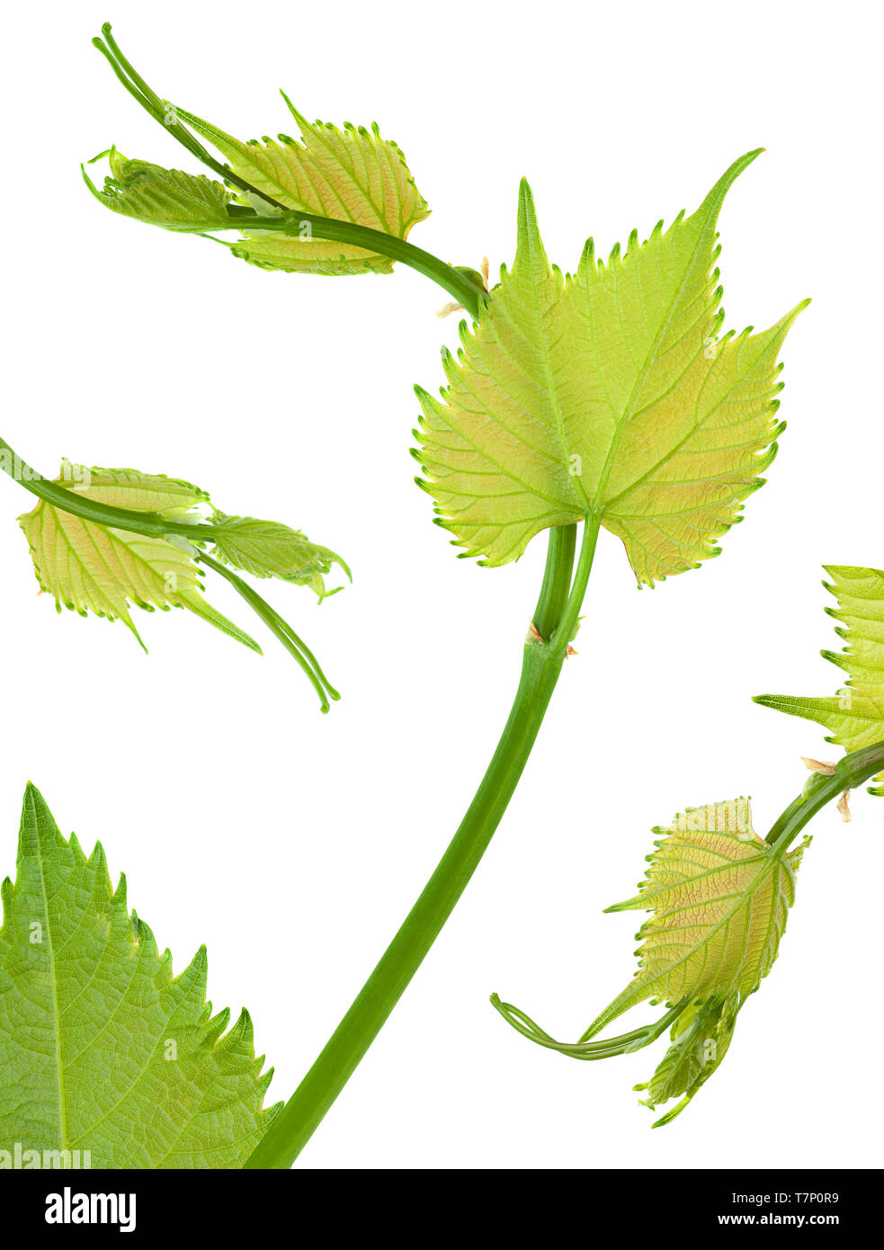 Grape fresh leaf closeup isolated on white background Stock Photo - Alamy