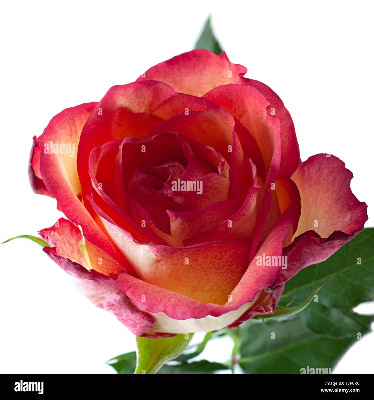 Rose flower head isolated on white background Stock Photo - Alamy