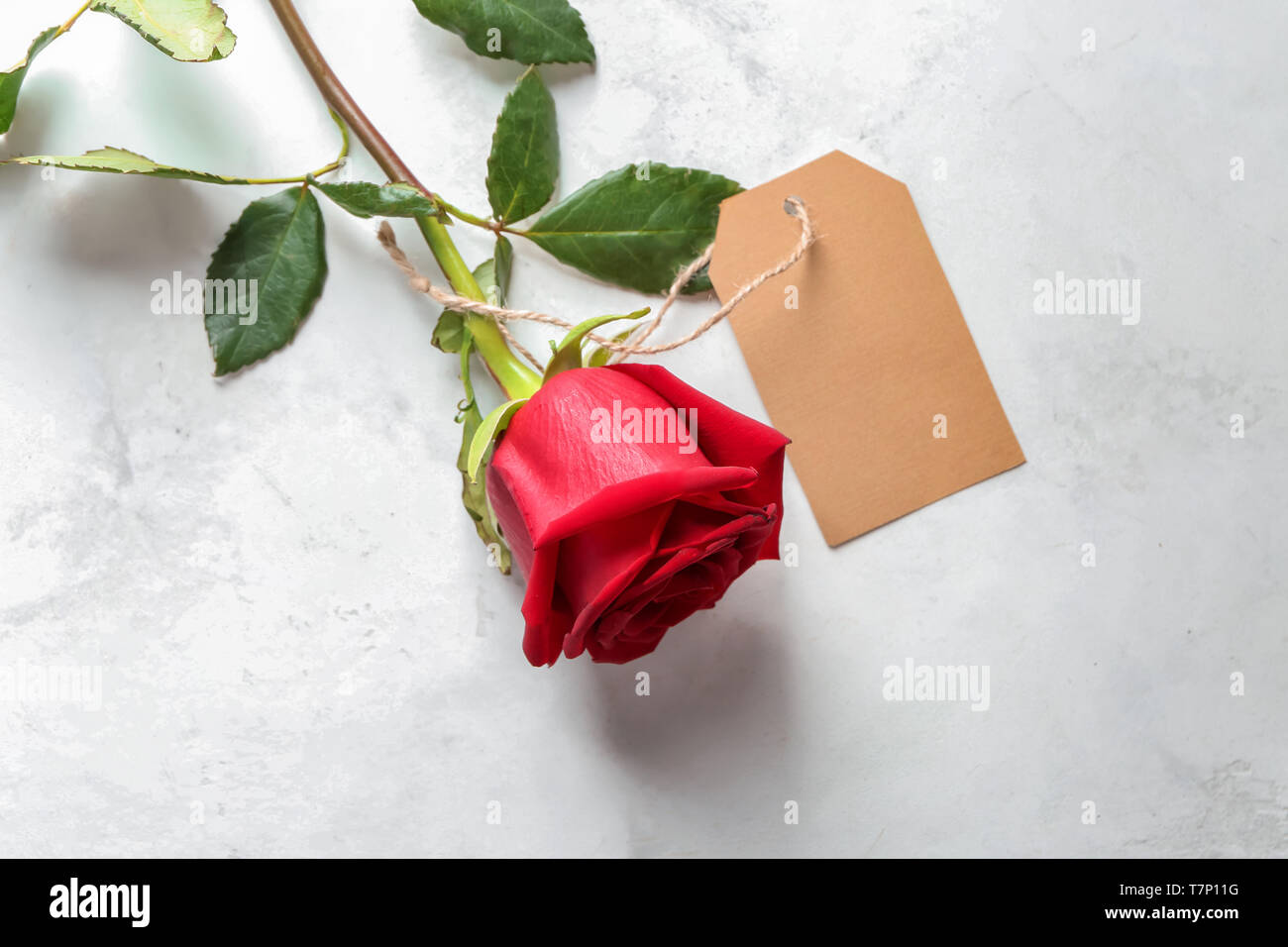Beautiful rose with tag on white background Stock Photo - Alamy
