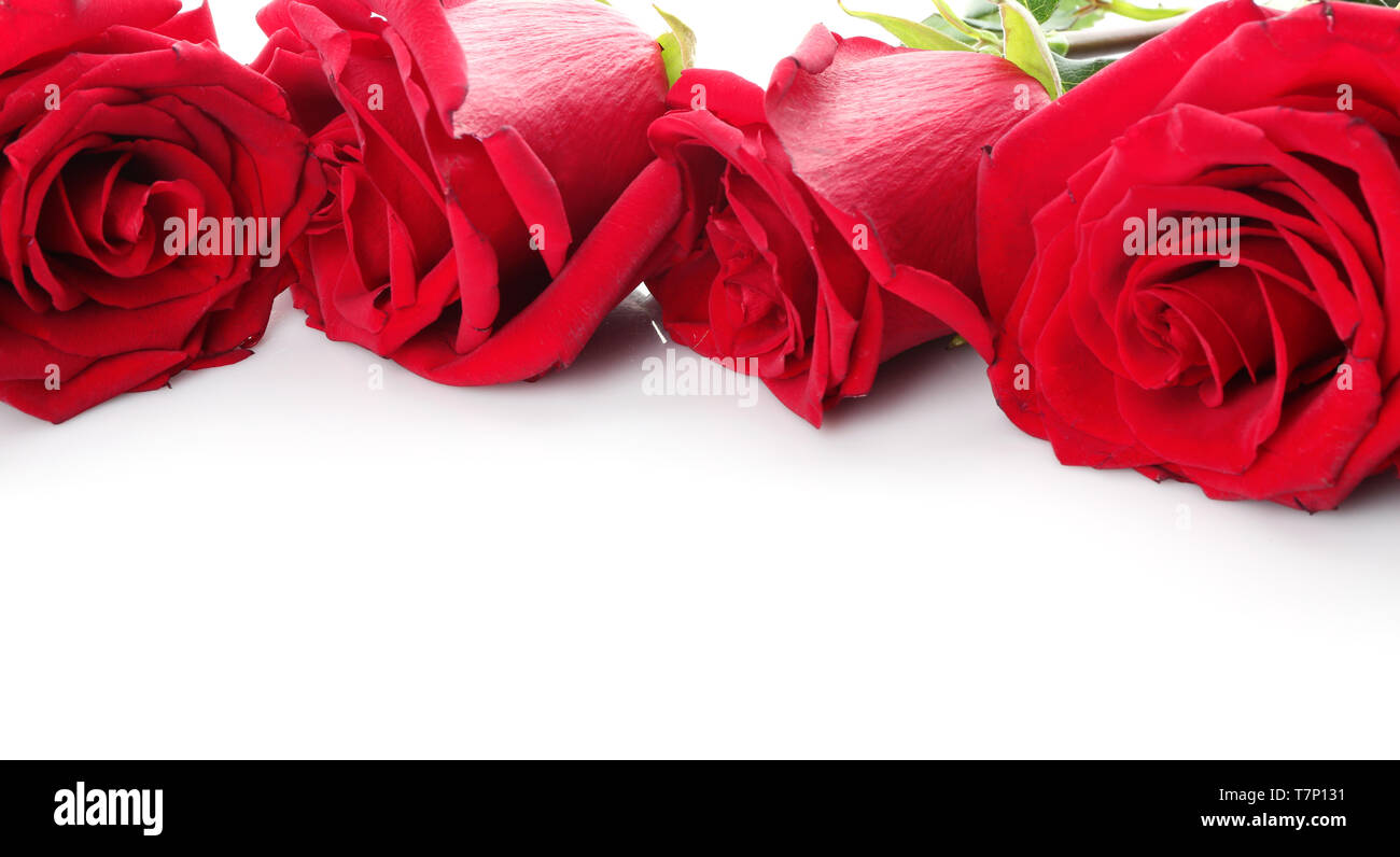 Beautiful roses on white background Stock Photo - Alamy