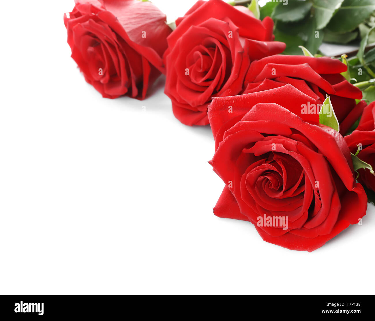 Beautiful roses on white background Stock Photo - Alamy