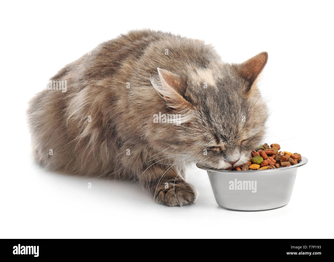 Cute cat eating from bowl on white background Stock Photo - Alamy