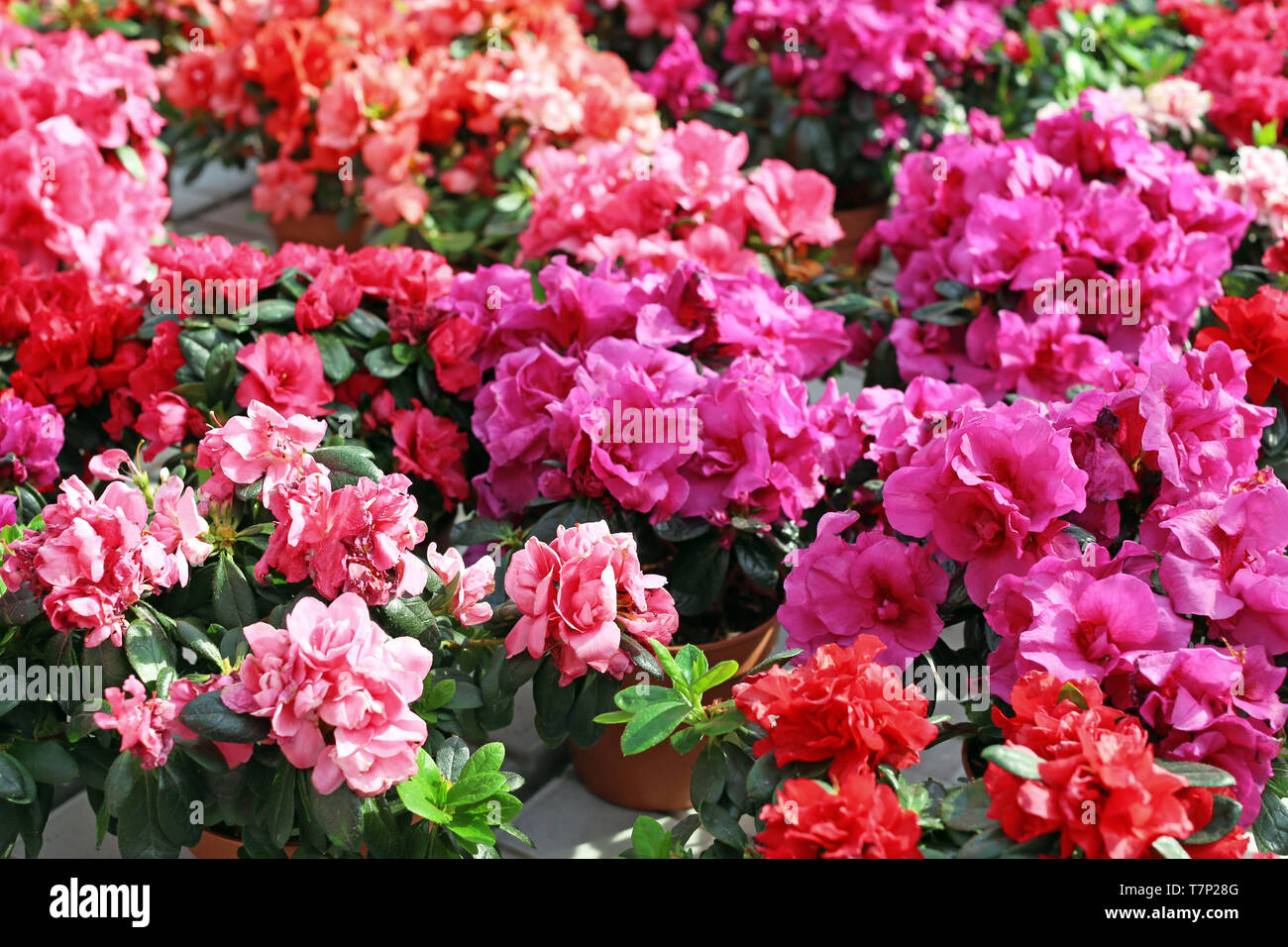 Beautiful asalea plants in flower shop Stock Photo - Alamy