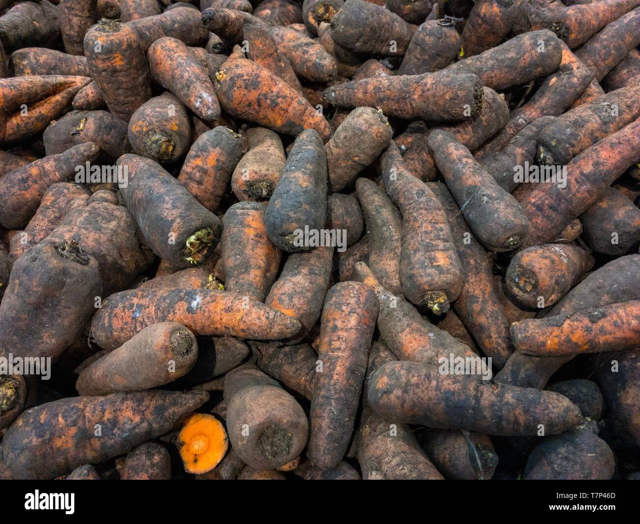 Many dirty carrot covered with mud on market Stock Photo - Alamy
