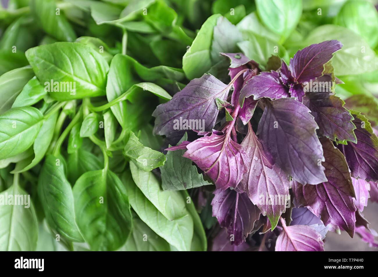 Fresh basil, closeup Stock Photo - Alamy