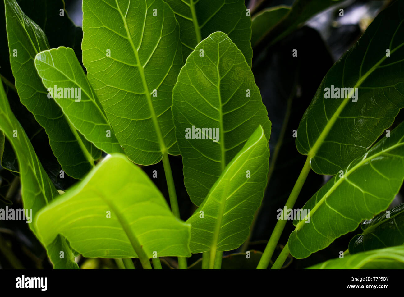 Puka leaves hi-res stock photography and images - Alamy