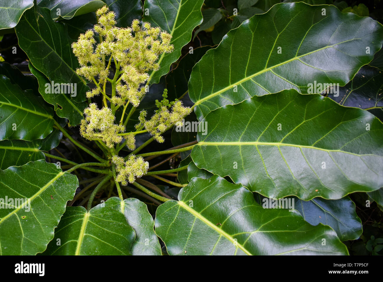 Glossy green leaves with flowers hi-res stock photography and images ...