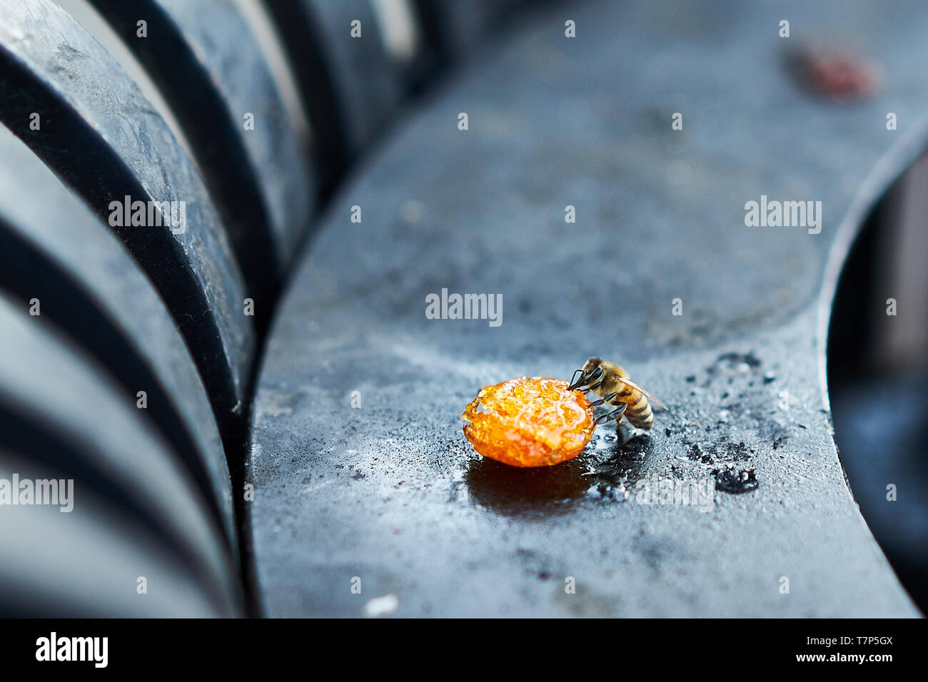 Honey bee nibbles on sweet hard candy on top of gray metal garbage bin ...