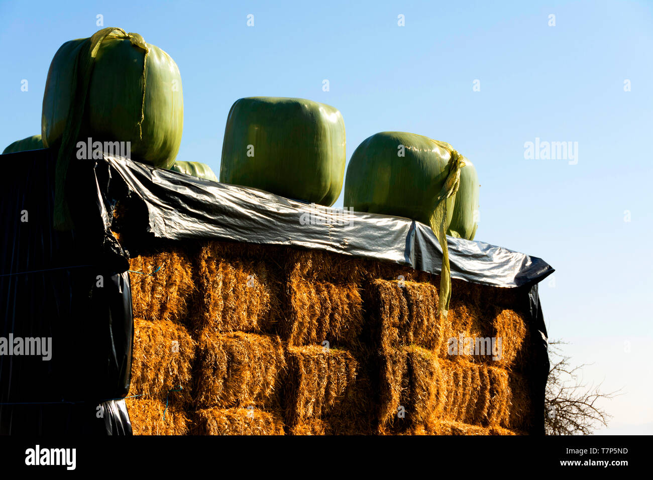Plastic wrapped silage hi-res stock photography and images - Alamy
