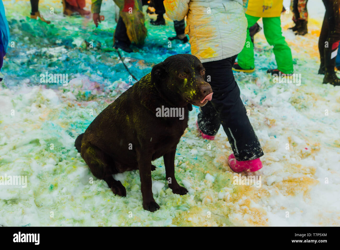 Dog holi festival hi-res stock photography and images - Alamy