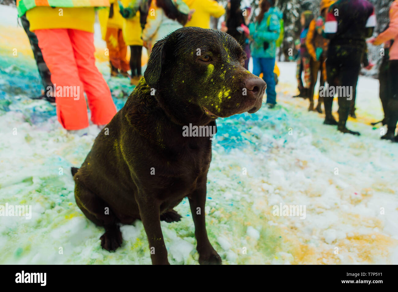 Black dog covered in colorful Holi powder sitting on snow Stock Photo ...
