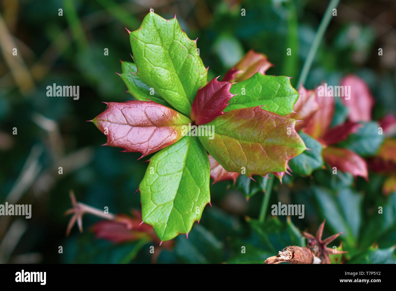 The red new leaves of a Berberis bush Stock Photo - Alamy