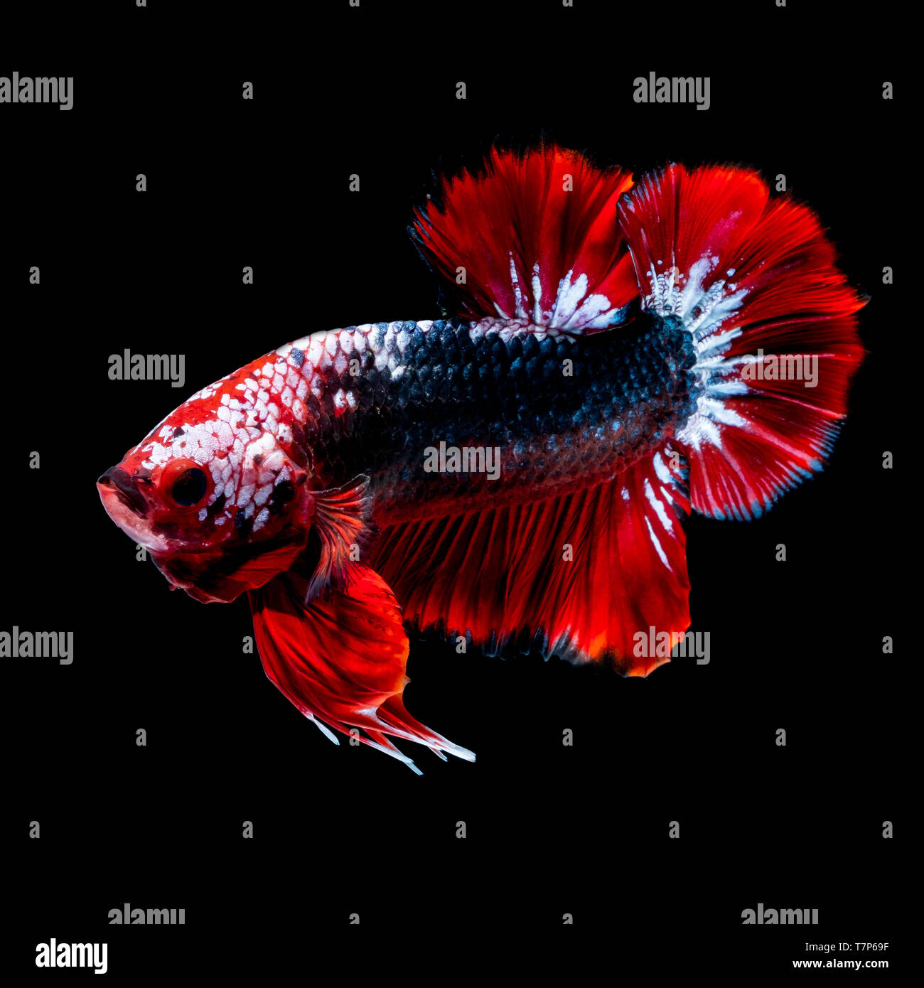 Betta fish Fight in the aquarium black blackground Stock Photo - Alamy