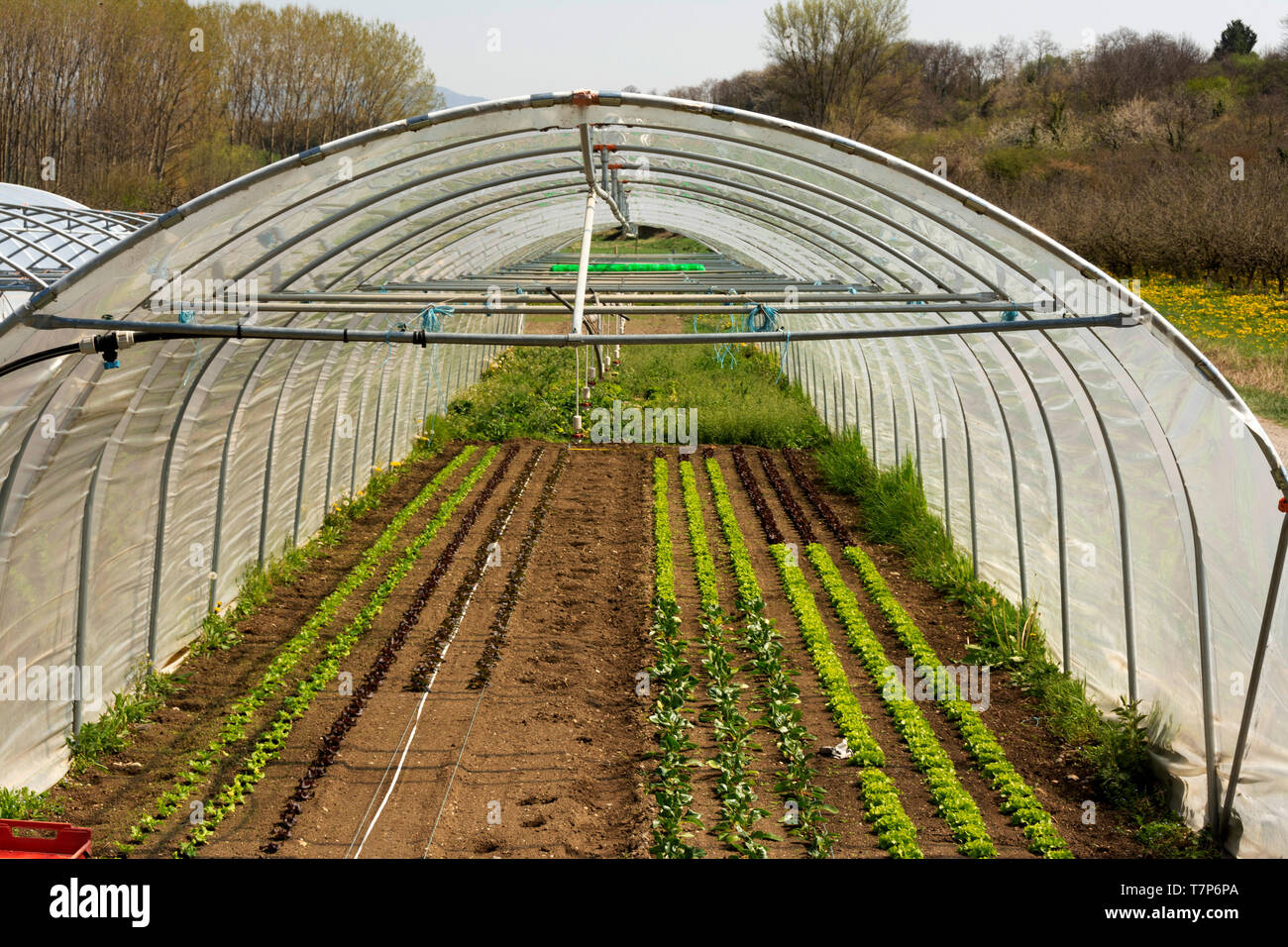 Hot house hi-res stock photography and images - Alamy