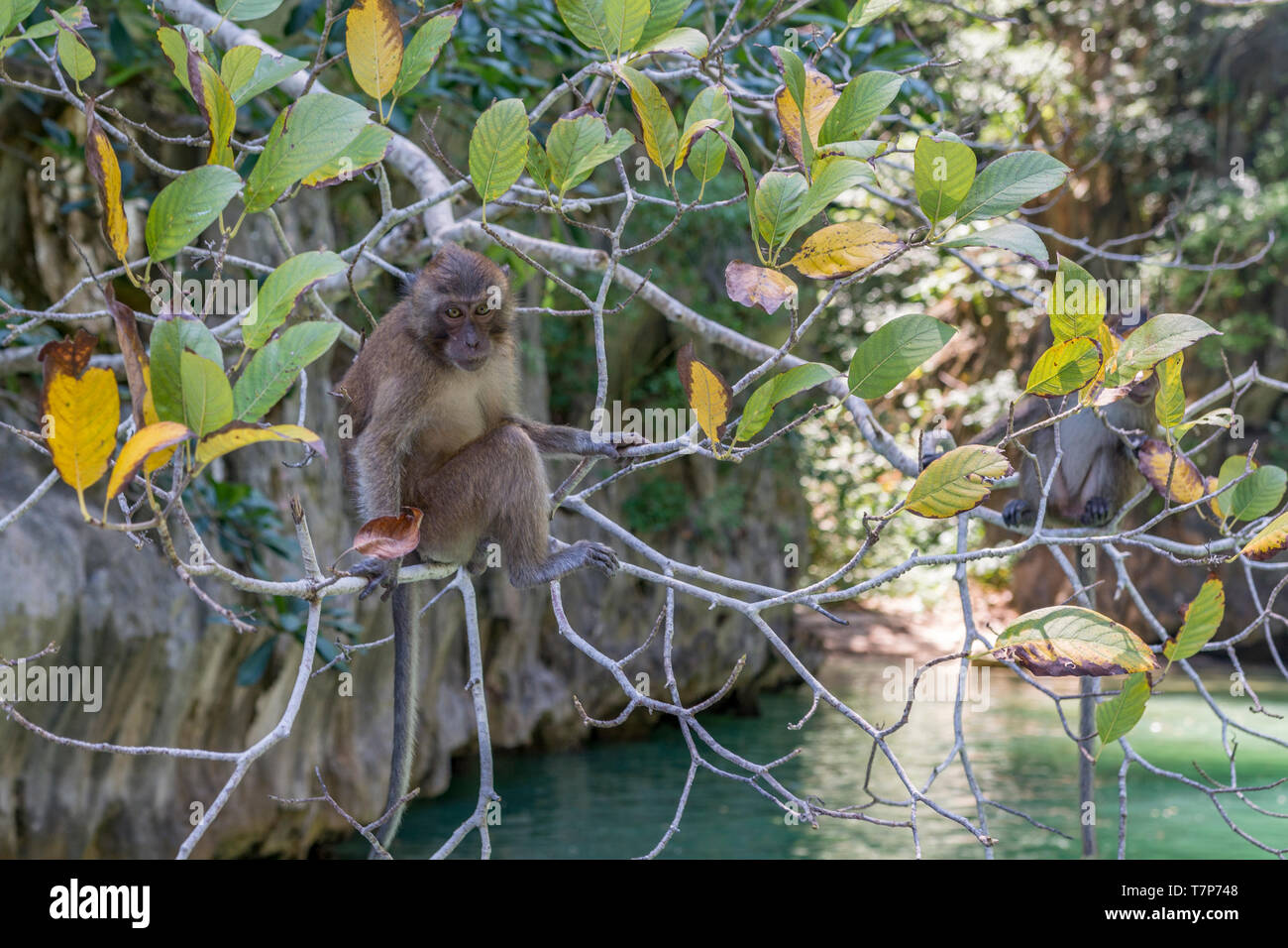 Thailand Phang Nga Bay islands monkeys on Panak Island Stock Photo - Alamy