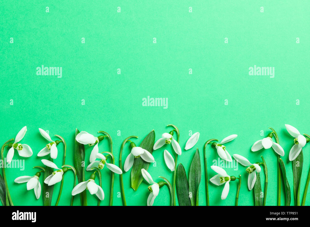 Beautiful spring snowdrop flowers on color background, space for text ...