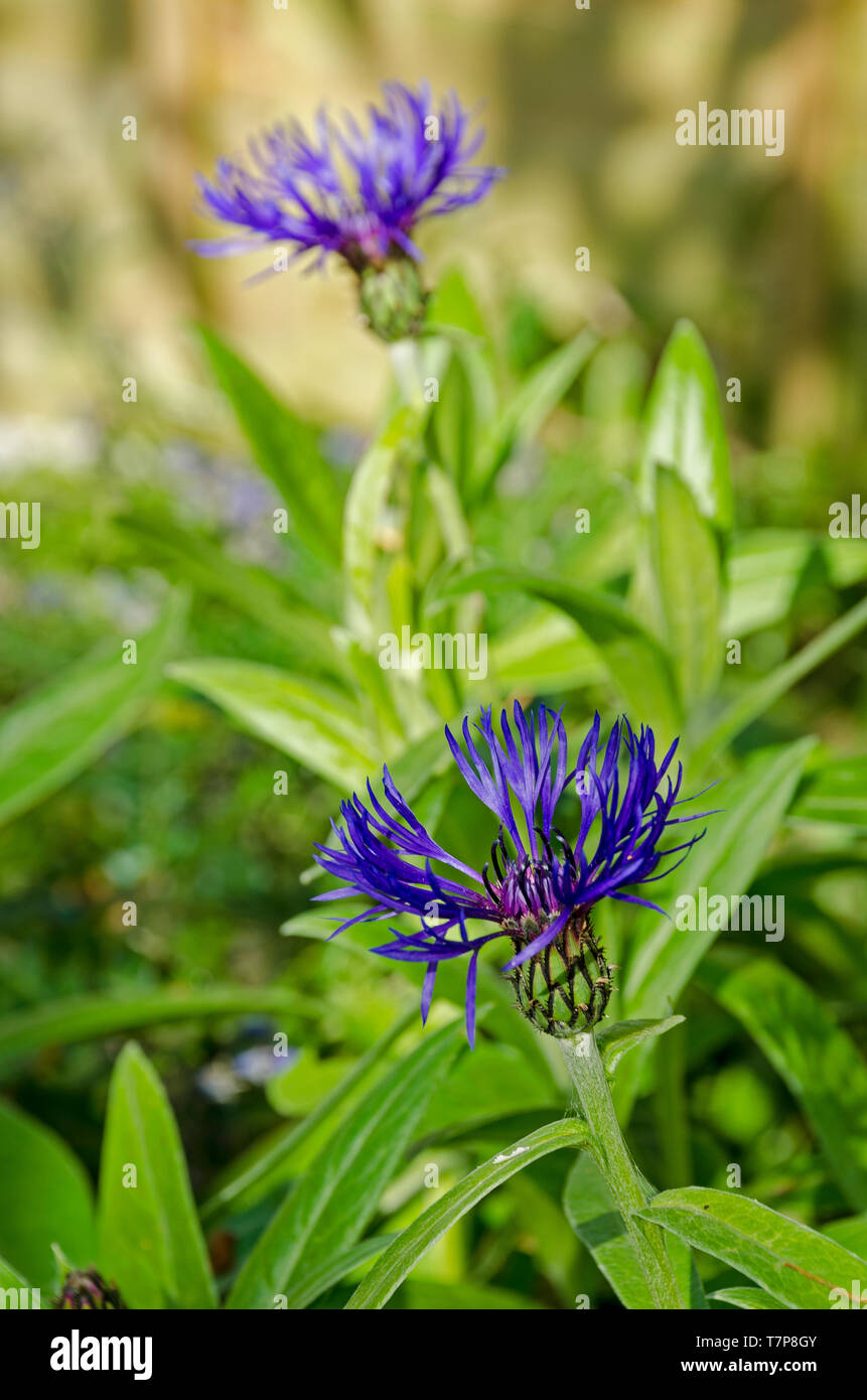 Centaurea montana purple hi-res stock photography and images - Alamy