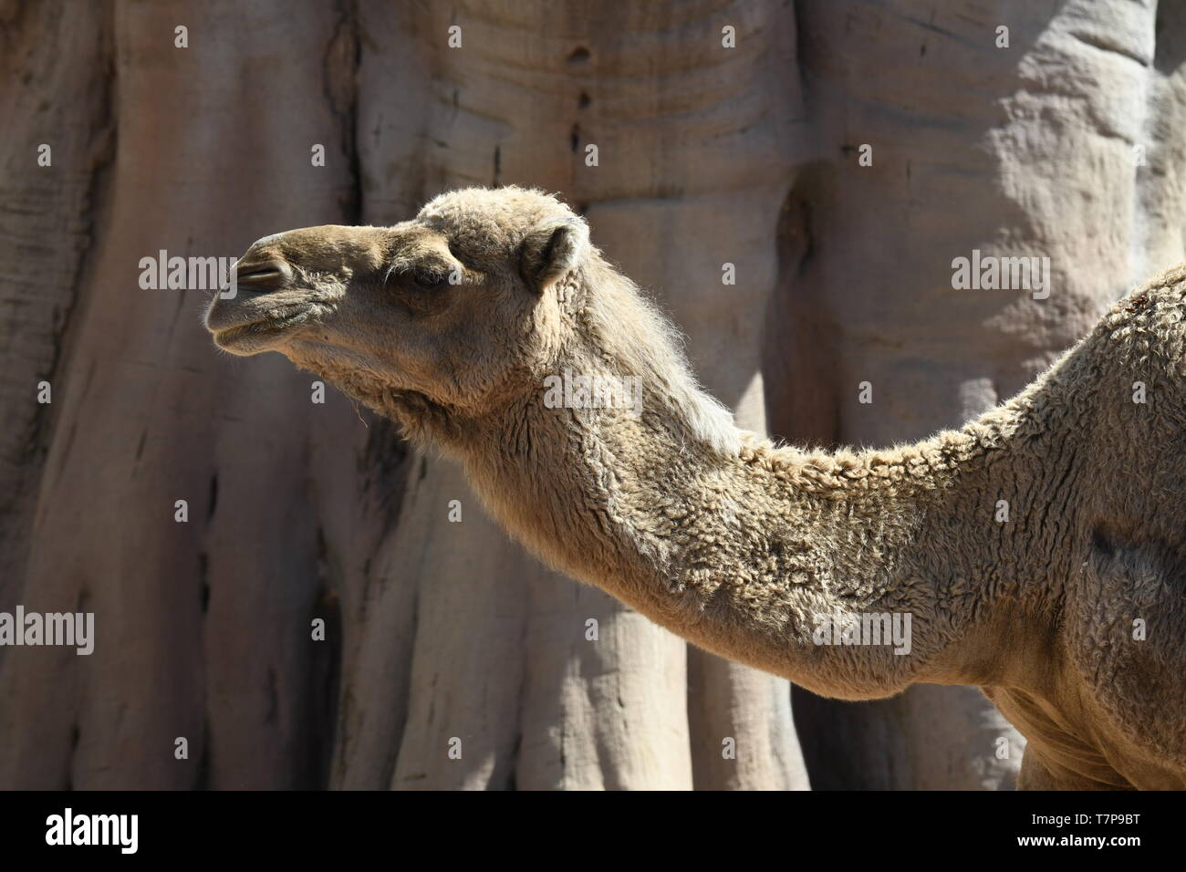 details of a desert camel Stock Photo - Alamy