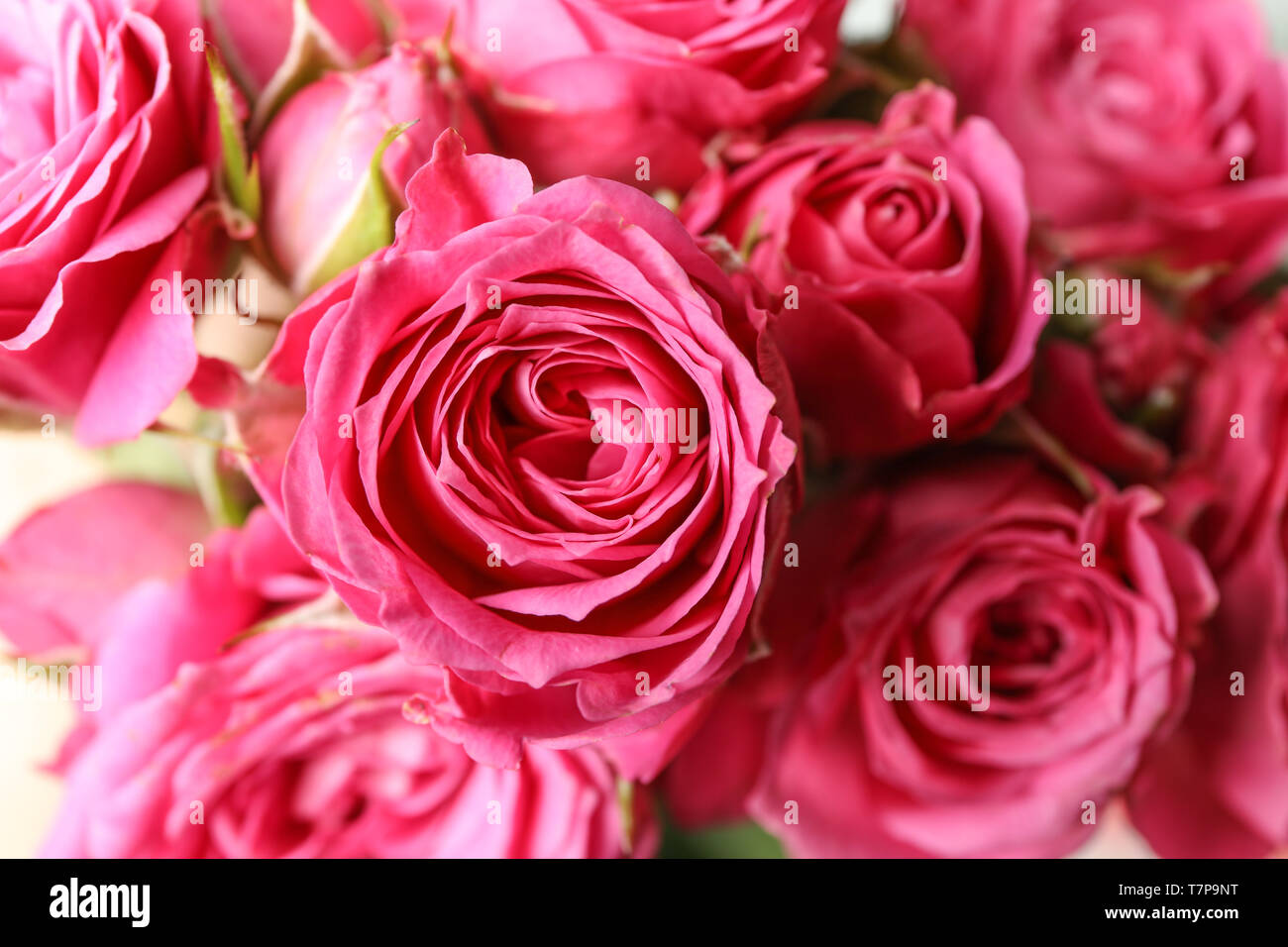 Beautiful fresh pink roses as background, closeup Stock Photo - Alamy