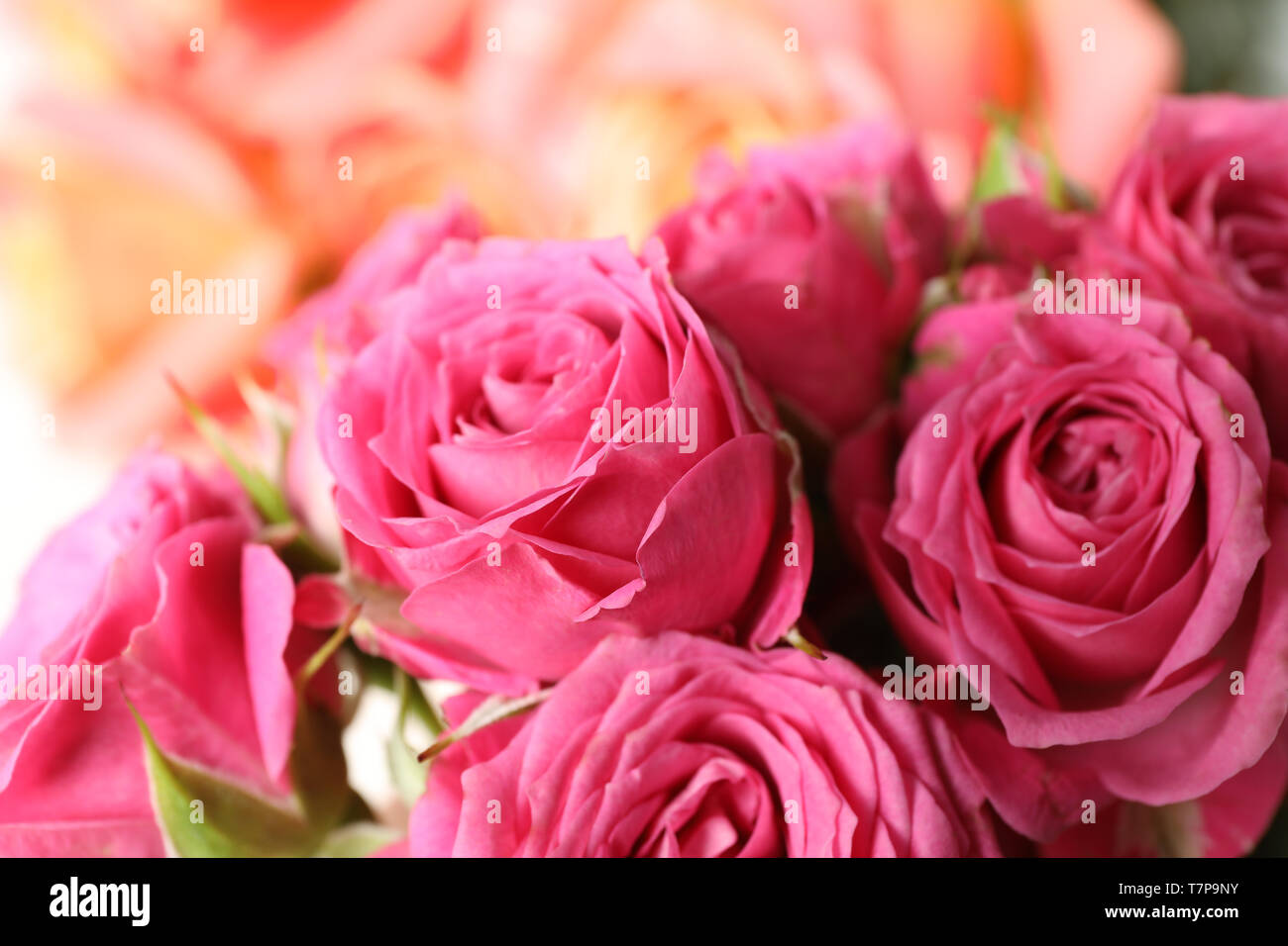 Beautiful fresh pink roses as background, closeup Stock Photo - Alamy