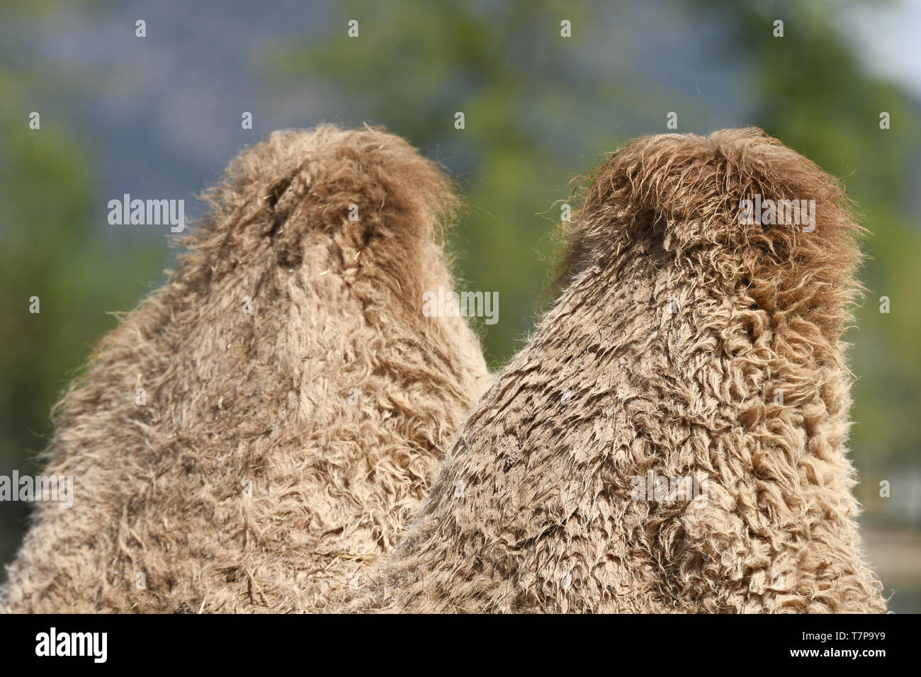Camel fat hi-res stock photography and images - Alamy