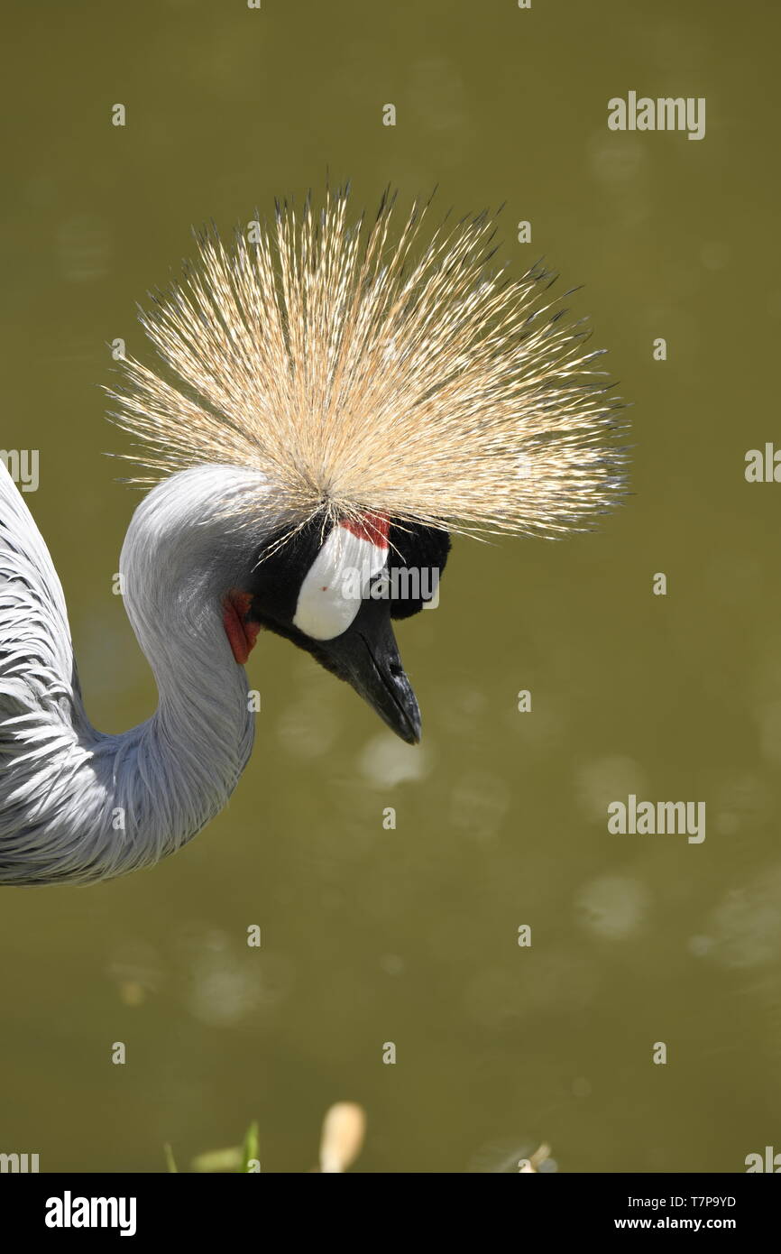 details of a Black Crowned gru near the water Stock Photo - Alamy