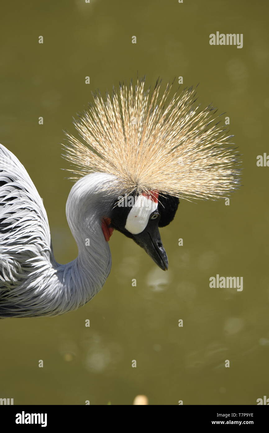 details of a Black Crowned gru near the water Stock Photo - Alamy