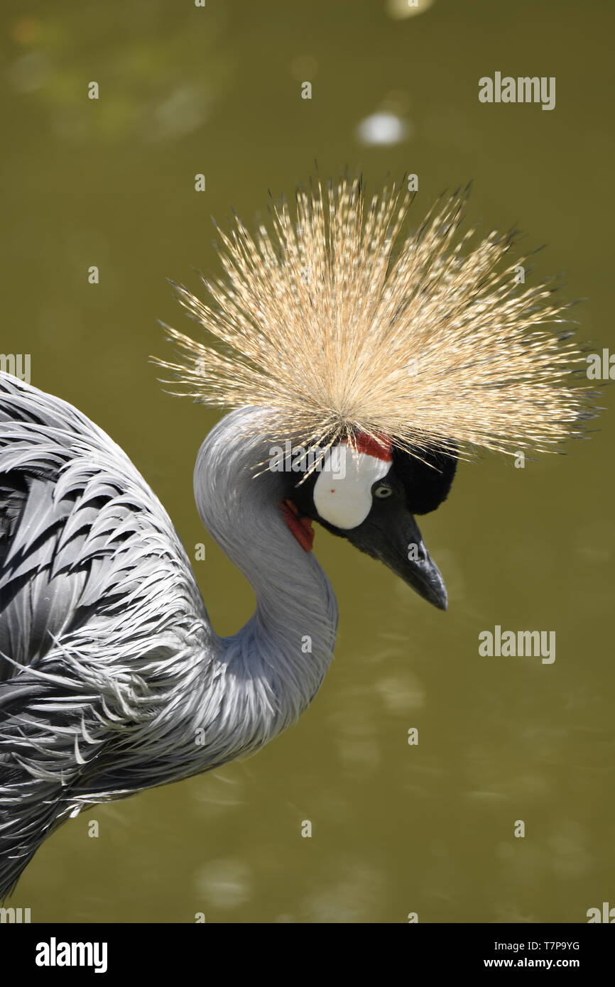 details of a Black Crowned gru near the water Stock Photo - Alamy